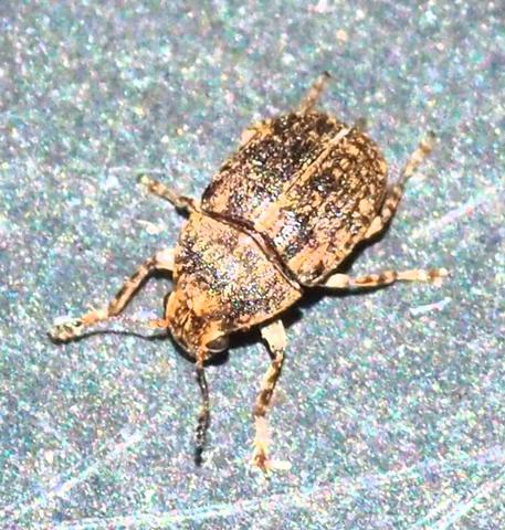 P6270134.JPG | Insects of Guam